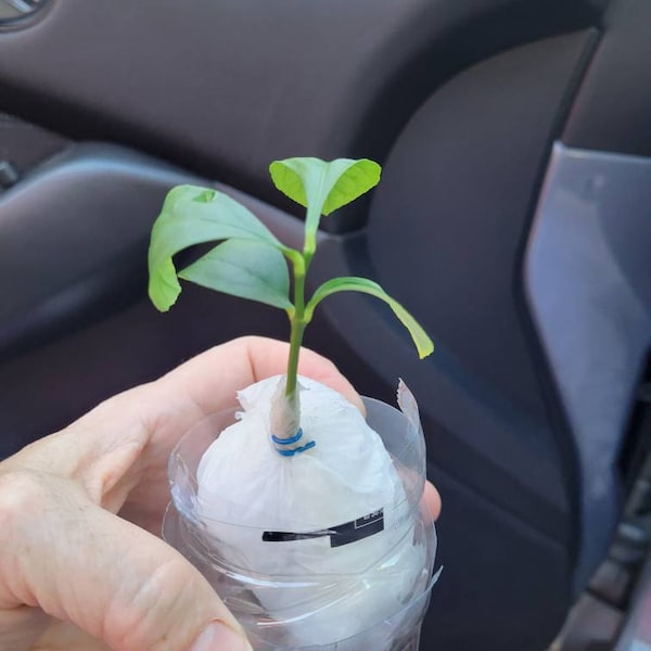 Meyer Lemon Seedling. Live Lemon Tree Sapling. Starter Plant From Seeds ...