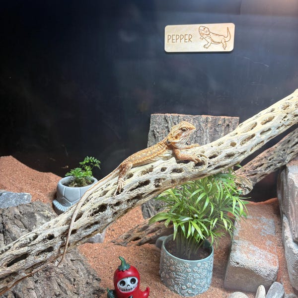 Bearded Dragon Tank Decor, Bearded Dragon Tank Accessories, Bearded ...