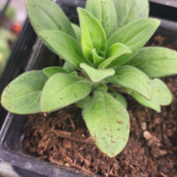 Love Parade Yarrow | Achillea Sibirica Var. Camtschatica | Lovely ...