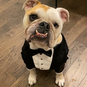 Bespoke Navy Blue Dog Tuxedo With Burgundy Bow Tie French - Etsy