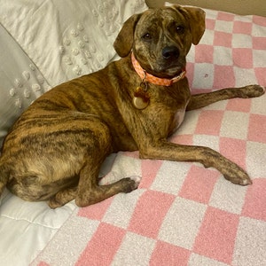 Retro Checkered Cat Collar With Bell Colorful Male Cat - Etsy