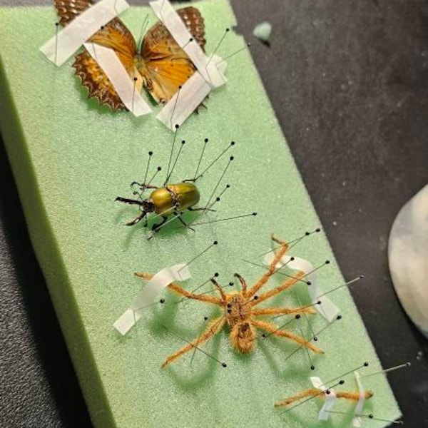 Fancy Metallic Damselfly Big Real Insect Bug Taxidermy Craft-ready ...