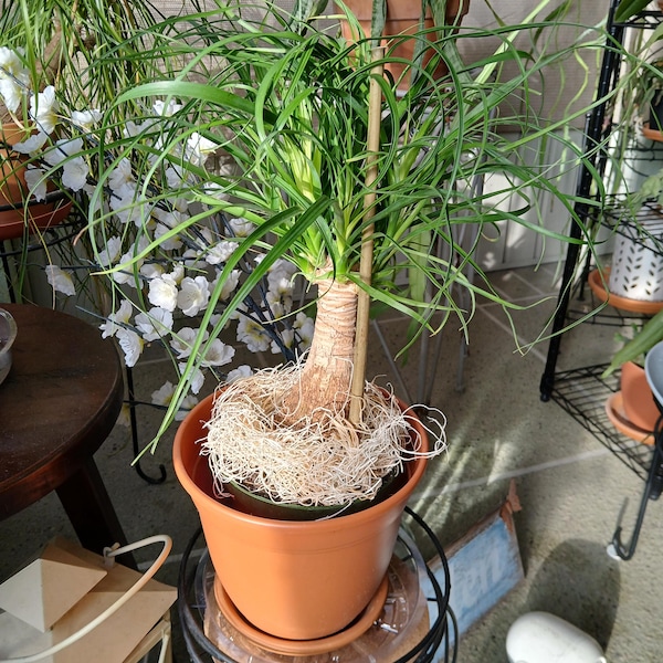 FOSTER 4-pack LIVE 4 Inch Kalanchoe, Blooming Houseplant, Gardening ...