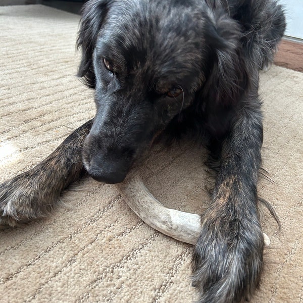 Split Moose Antler Base Dog Chew - Etsy