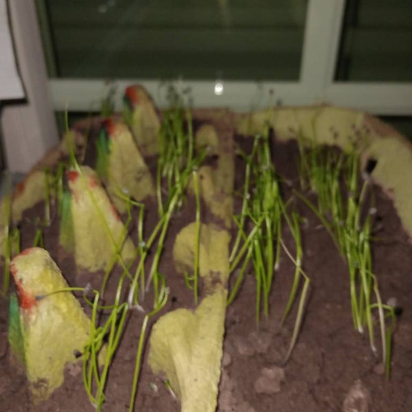 대파 Seeds(100+) Big Green Onion. Korean Scallion - Etsy