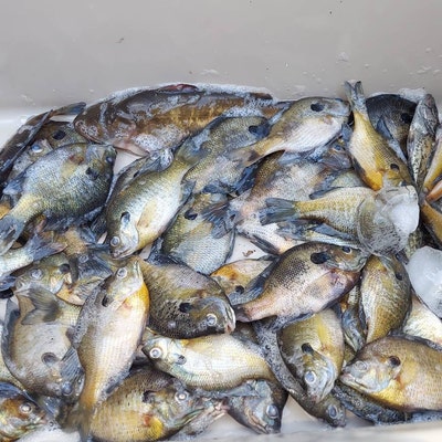 Crappie Jig Grey Ghost - Etsy