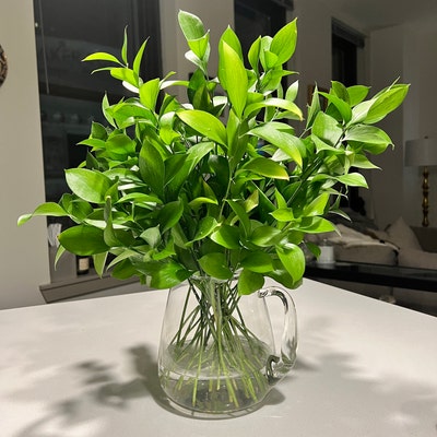 Freshly Cut Israeli Ruscus Bundle 10-12 Stems Greenery for Party, Event ...