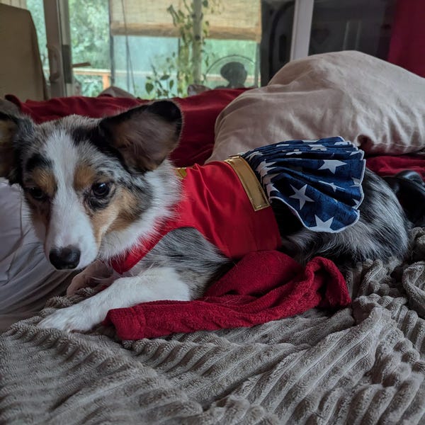 Dog Show Training Stack Box Toy Adult Size Stack Training 20" X 12 ...