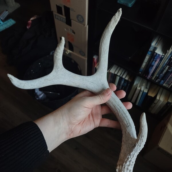 Natural Mule Deer Antlers. FRESH Finds, ANY SIZE. Crafting. Decor ...