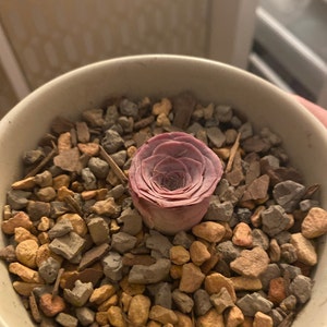 Lithops Aucampiae Rudesheim Ruby 10 Seeds - Etsy