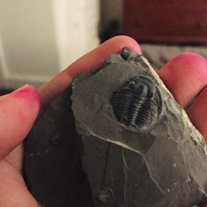 Excellent Fossilized Turtle Toe Bone Pleistocene 10000 24 | Etsy