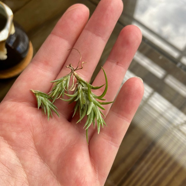 Neglecta Mini Air Plants - Tillandsia, Air Plant, Indoor Plant, House ...