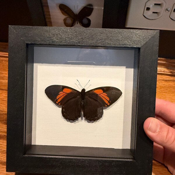 Real Tarantula Hawk Wasp Framed Taxidermy - Pepsis Thisbe - Large - Etsy