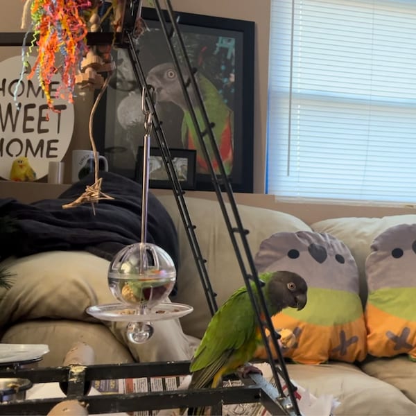 Birb Seat Pillow Case (**stuffing is Not Included, You Need to Get ...