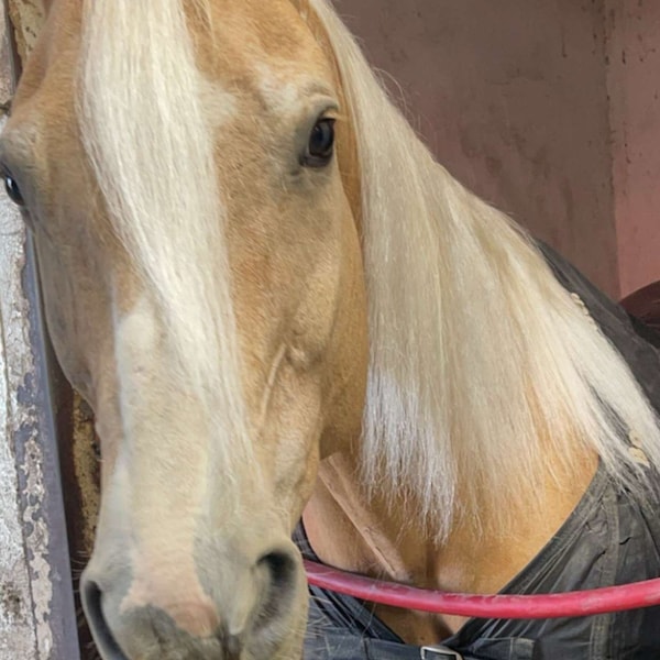 Fauxlock Forelock Extensions for Horses (perfect for Parties, Parades ...