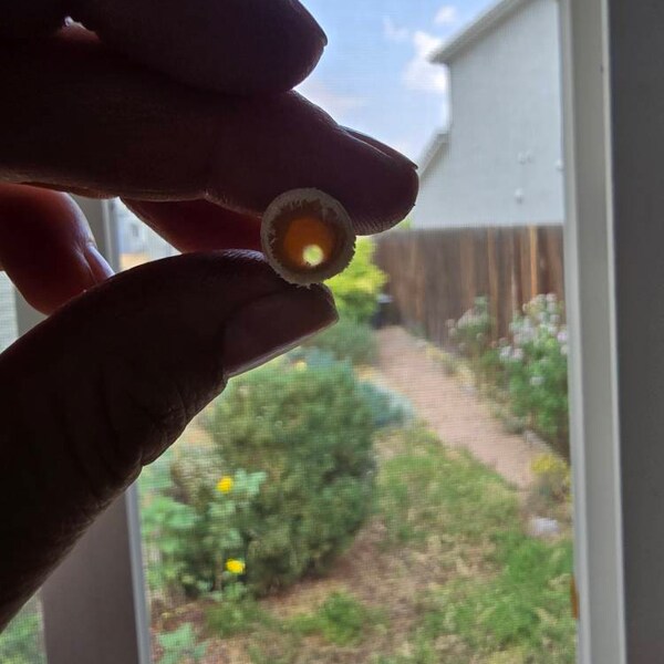 Bee Nesting Material Combo Pack Natural Phragmite Reeds and Cardboard ...