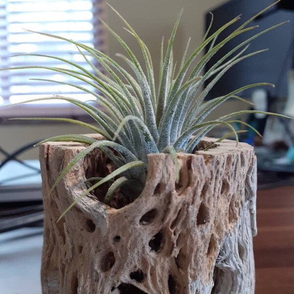 Floating Forest Trio Moss Wall Art, Wall Decor, 3 Cork Bark W ...