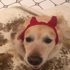 Devil Dog Costume, Devil Horns for Large Breed Dogs, Red Devil Dog Hat ...