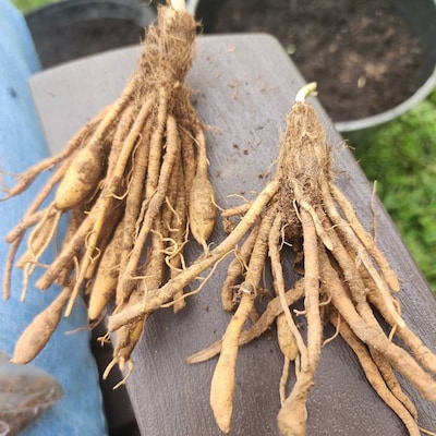 Wild Orange Daylily 25 Fans/root Systems Ditch Lily - Etsy