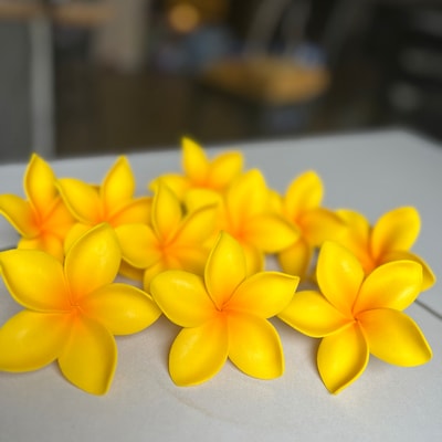 Long White Dovetail Shell Necklaces - Etsy