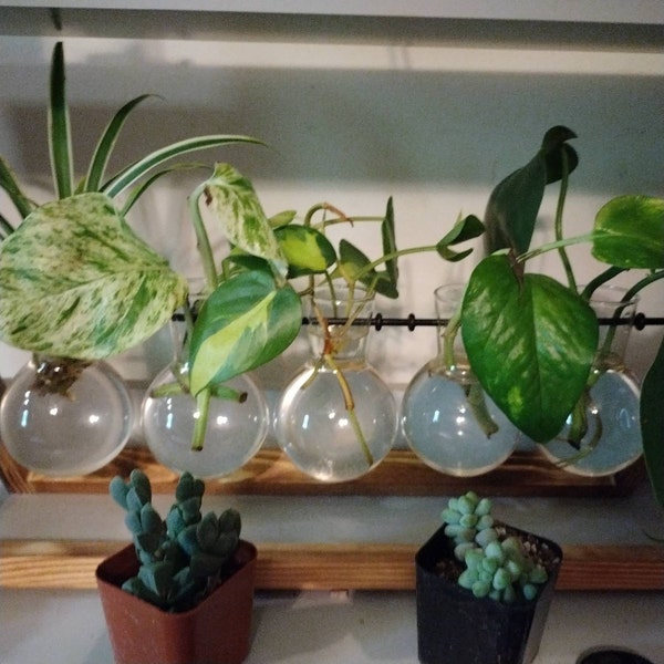 Rare Varigated String of Pearls | String of Hearts | String of Spades ...