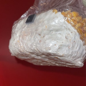 BULK PACK Mushroom Monotub Filter Patch - Etsy