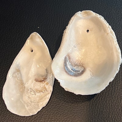 Large Oyster Shells From New England 45 Craft & Jewelry Making Supply ...