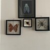 Real Giant Atlas Beetle Insect Framed Dead Bug Oddities Curiosities ...