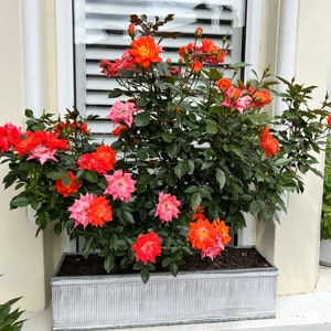 Extra Large Wooden Triple Open Bookcase Crafted With White - Etsy