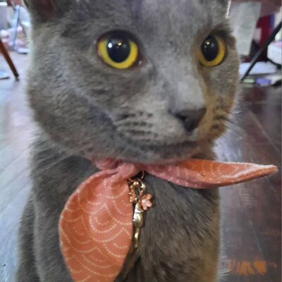 Strawberry Cat Collar Strawberry Kitten Collar Strawberry Collar ...