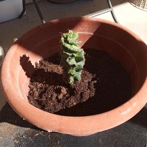 Twisted Cactus Large Rare 9 Long Tie Twisted Unique - Etsy