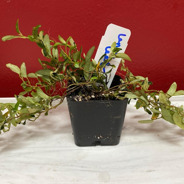 Ficus Thunbergii oak Leaf Creeping Fig Aka Ficus Pumila Var ...