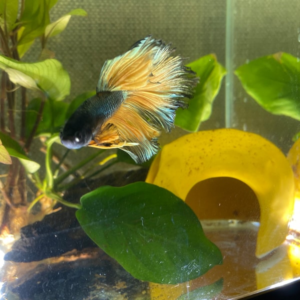 Small Fish Hide MADE TO ORDER - Betta Fish Cave - Small Aquarium Decor ...