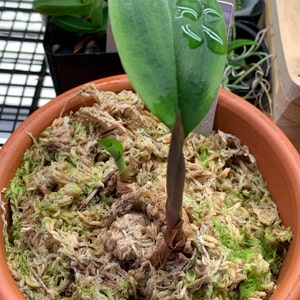Trisetella Abbreviata Miniature Orchid Intermediate/cool Grower ...