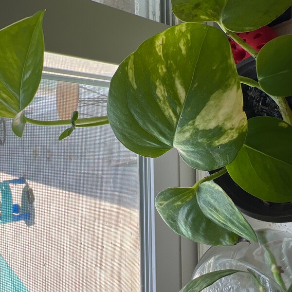 Variegated Prickly Pear Pads, Rare Plant - Etsy