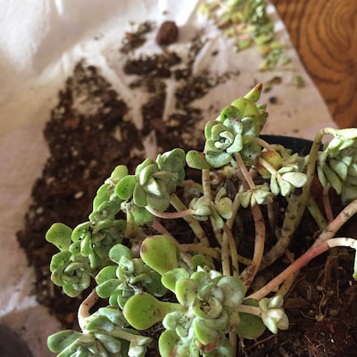 Cape Blanco Sedum Stonecrop mini Rosettes - Etsy
