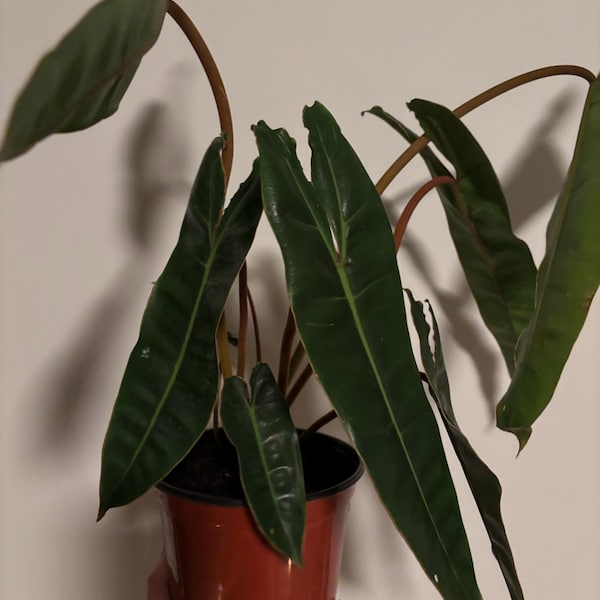 Marcus Pumpkin Avocado Tree , “cold Hardy” Grafted in 3 Gallons Pot, No ...