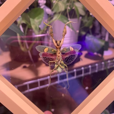 Real Vampire Butterfly Atrophaneura Semperi for Collection - Etsy