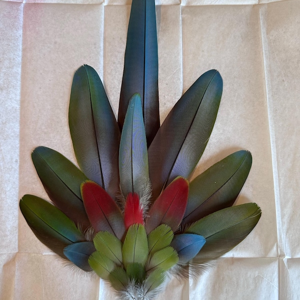 2 Matched Pairs Macaw Wing Feathers, Large Blue Parrot Feathers ...