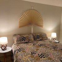 Nagareboshi Begonia Maculata, shooting Star Begonia, Rare Begonia Starter Plant, Japanese ...