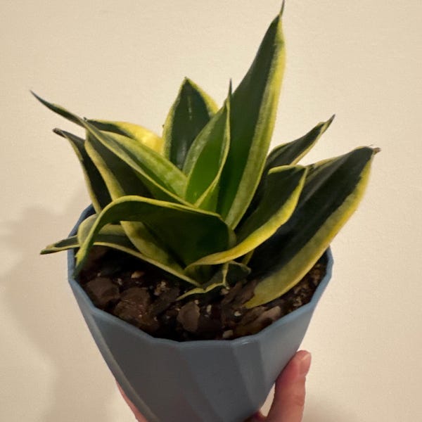 Calathea Burle Marx, Fishbone Prayer Plant, Unique and Easy to Care ...