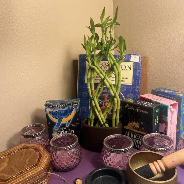 Live Braided Lucky Bamboo Arrangement With Colorful Ceramic Pot Indoor ...