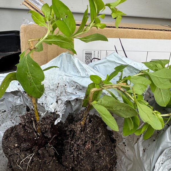 Golden Yellow Goji Berry Plants Wolf Berry Organic Superfood Yellow ...