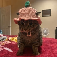 Peach Cat Hat, Crochet Peach Hat for Cat, Peach Hat for Cats, Costume ...