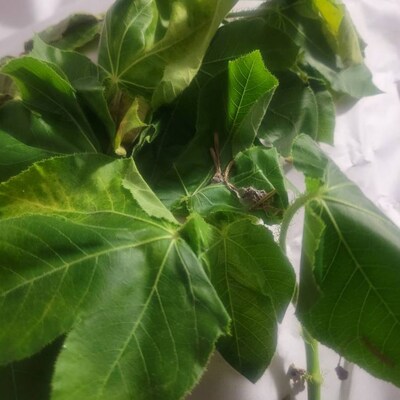 Cundeamor cerasee Spiritual Cleansing Herb Fresh Cutting Bitter Gourd ...