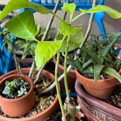 Double Pink Angel Trumpet Flower Tree Bush Seeds X10 FREE SHIP - Etsy