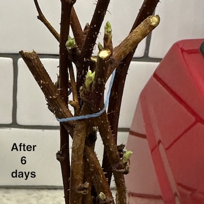 5 Mulberry Cuttings From a Live Plant. Mulberry Cuttings Bundle, Stick ...