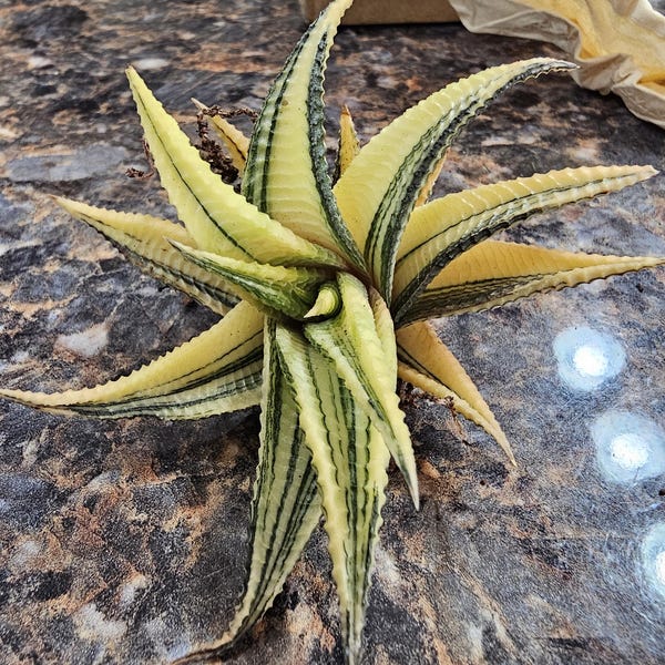 Echeveria Ball of Fat-succulent - Etsy