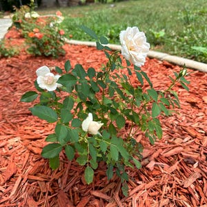 Rare New Rose. Red Juicy Terrazza. 红果汁flower Machine. Continue Blooming ...