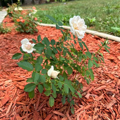 Rare New Rose. Red Juicy Terrazza. 红果汁flower Machine. Continue Blooming ...